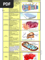 Linea Del Tiempo Teoria Celular | PDF | Biología Celular) | Nucleo celular