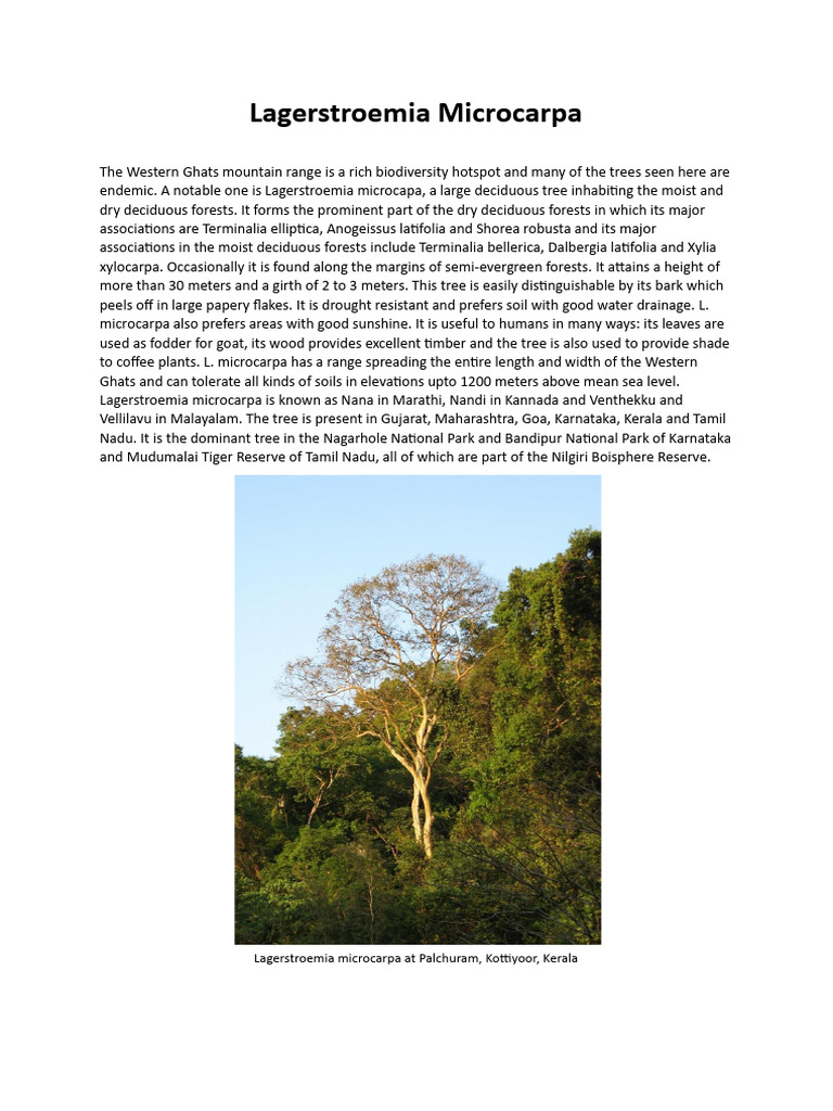 Lagerstroemia Microcarpa: A Large Deciduous Tree of Western Ghats | PDF ...