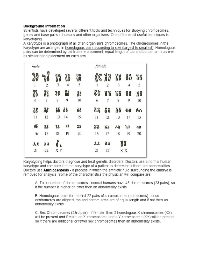 Karyotype Activity Update | Download Free PDF | Karyotype | Chromosome