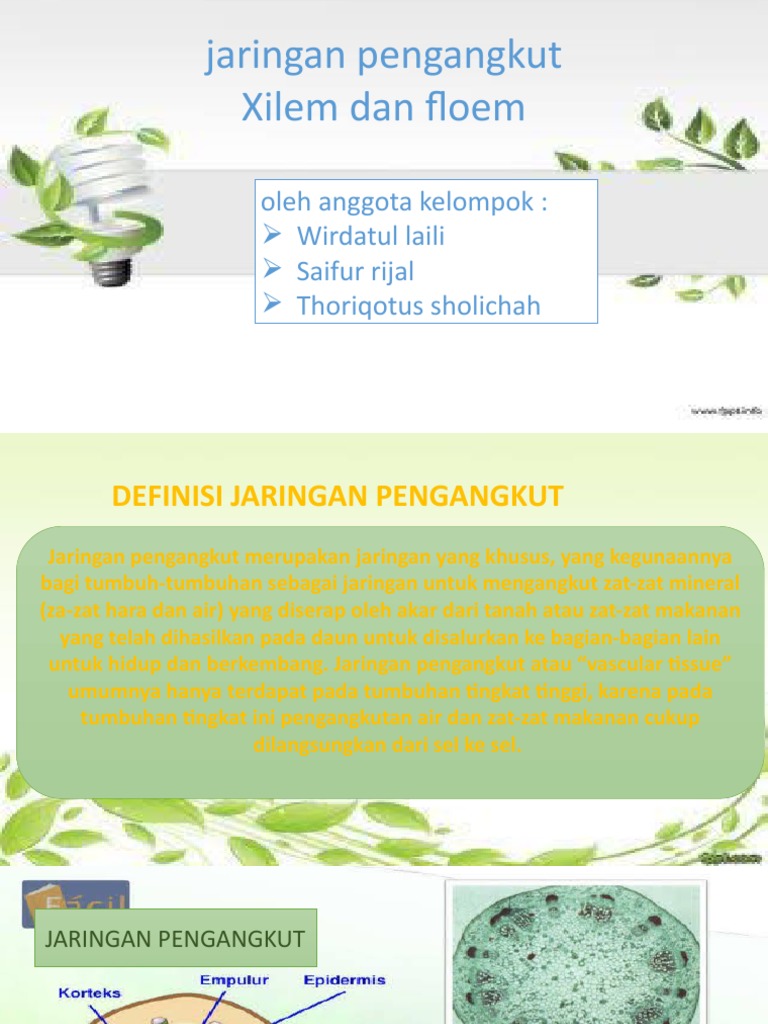 Xilem Dan Floem | PDF | Sains & Matematika