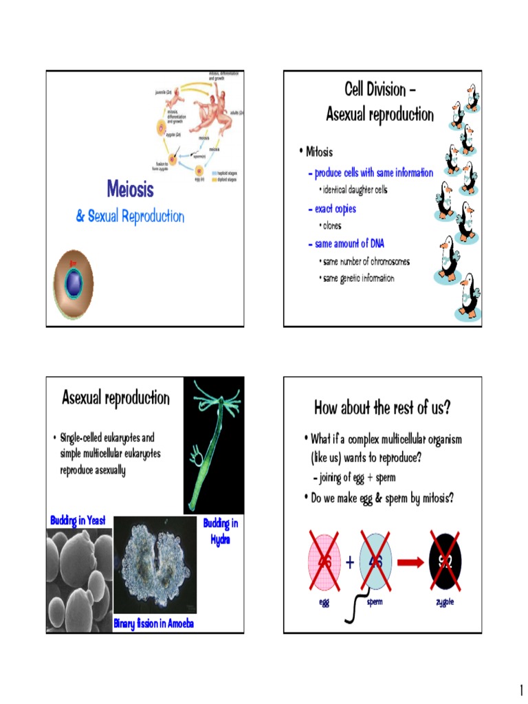 Meiosis PPT Notes PDF | PDF | Meiosis | Mitosis