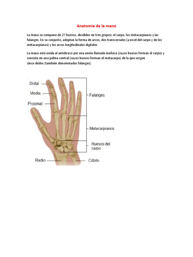 Anatomía y Estructura de la Mano | PDF | Mano | Articulación