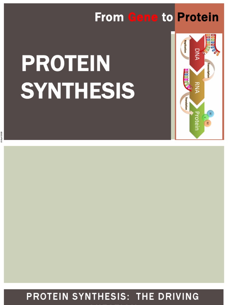 Protein Synthesis: DNA to mRNA Translation | PDF | Translation (Biology ...