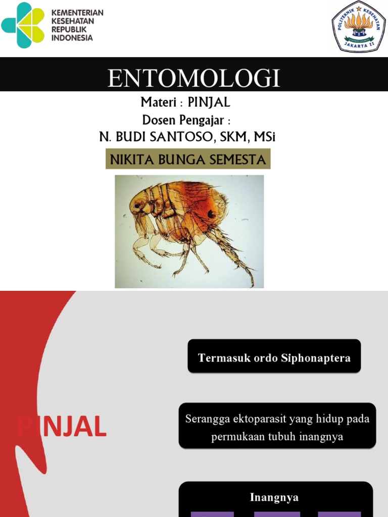 Entomologi Pinjal | PDF