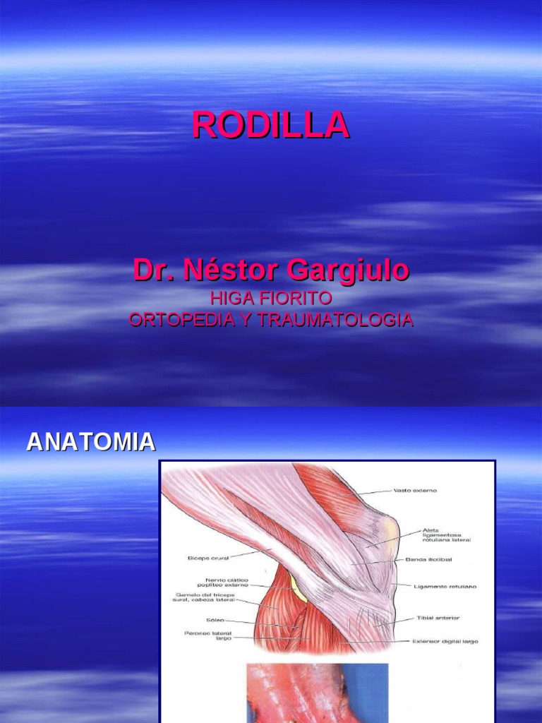 Anatomía y Patologías de la Rodilla | PDF | Rodilla | Sistema ...