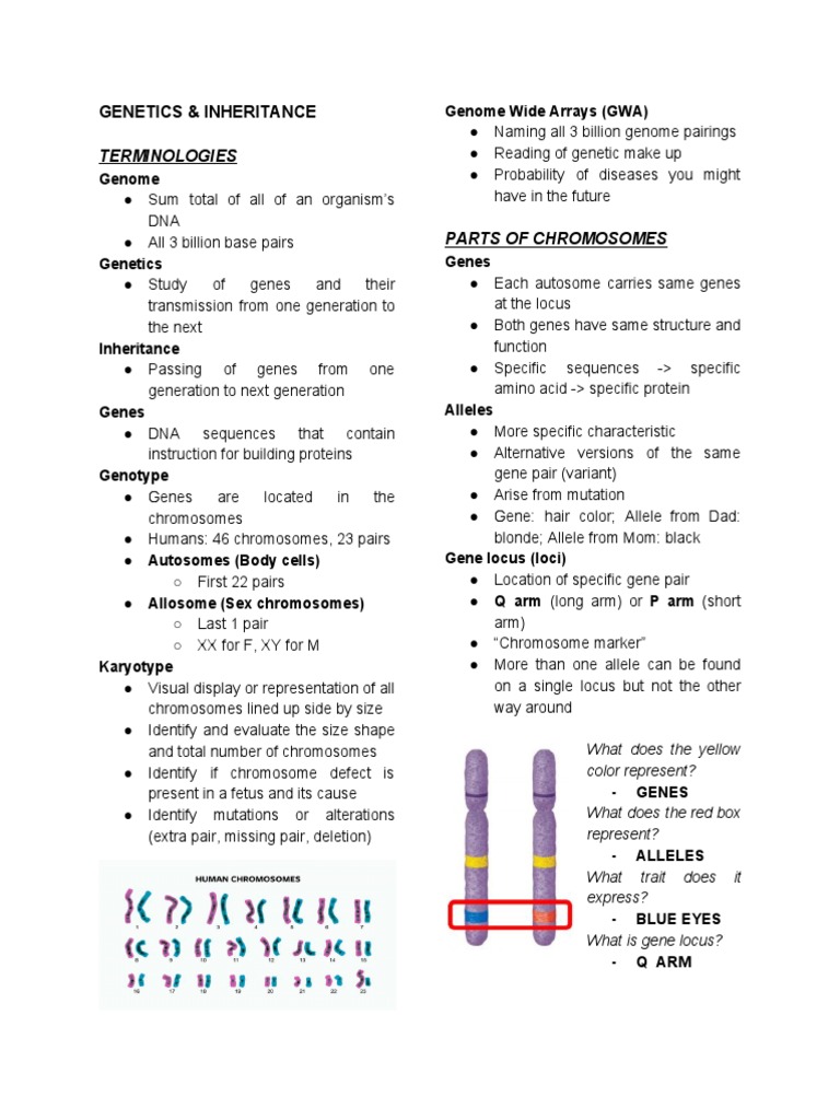 Lesson 1 - Genetics Terminologies | PDF | Zygosity | Dominance (Genetics)