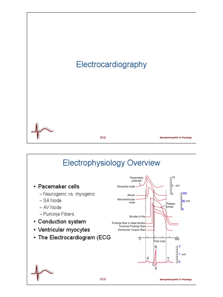 Electrocardiography: - Pacemaker Cells | PDF | Electrocardiography ...