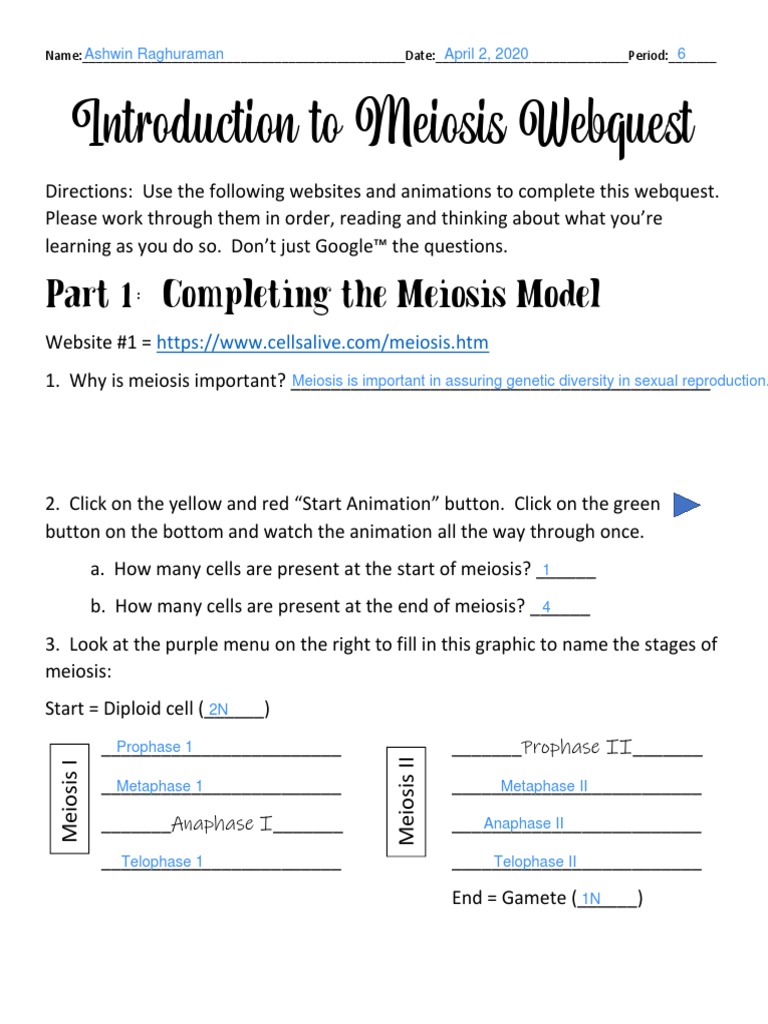 Meiosis-Webquest Answer Key | PDF | Meiosis | Chromosome