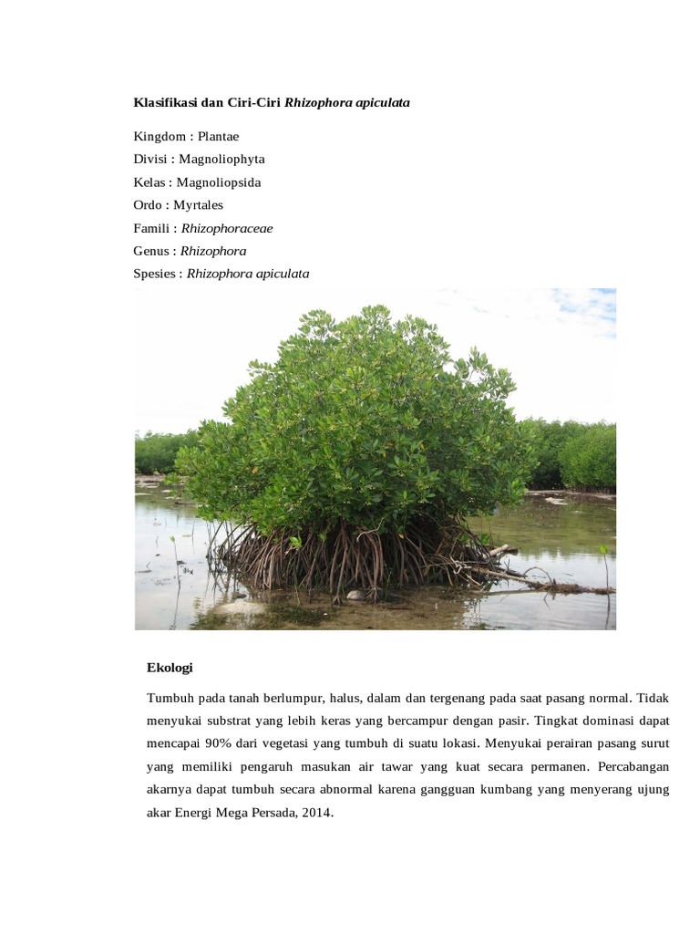 (PDF) Klasifikasi Dan Ciri KDLK | PDF