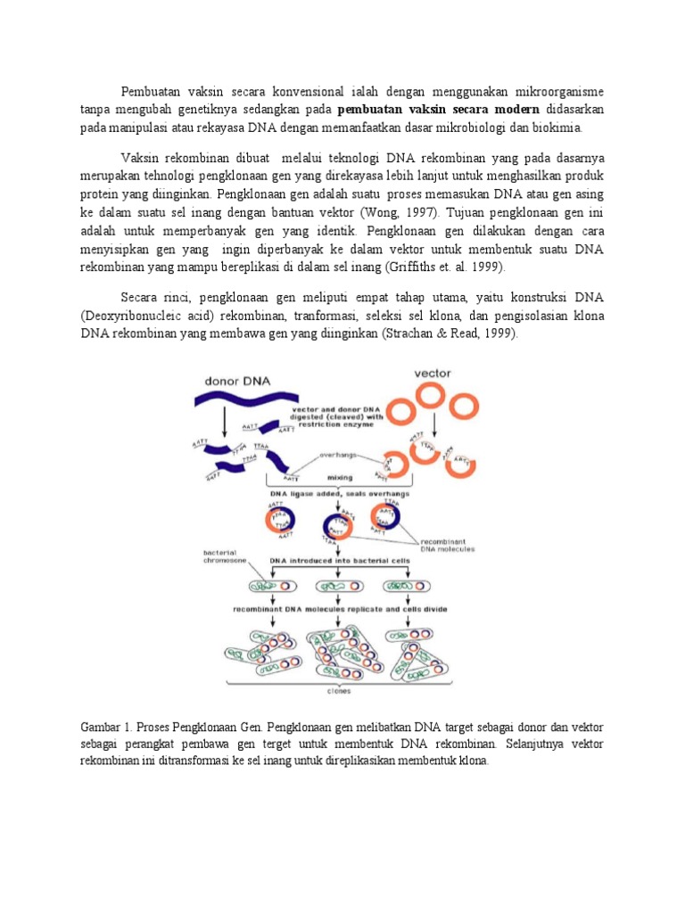 Tahapan Pembuatan Vaksin DNA Rekombinan | PDF