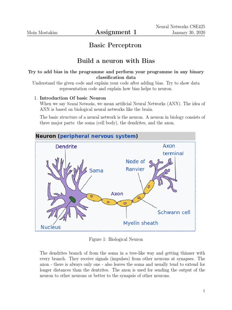 Neuron With Bias | PDF | Dendrite | Neuron