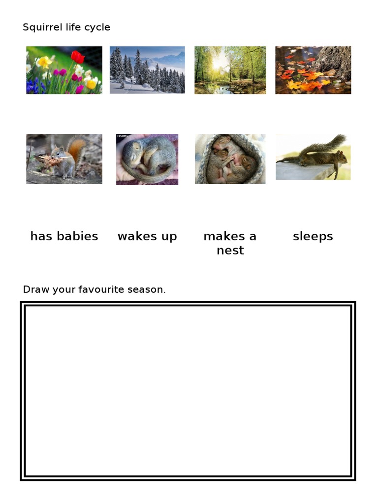 Squirrel Life Cycle | PDF