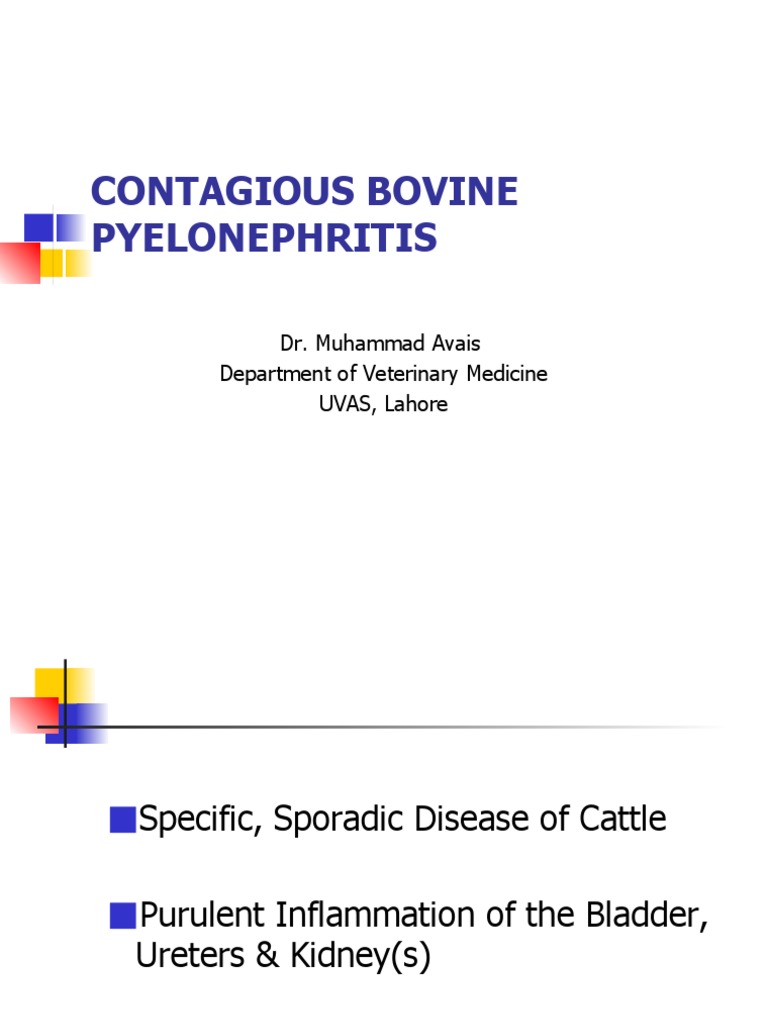 Contagious Bovine Pyelonephritis | PDF | Kidney | Urine
