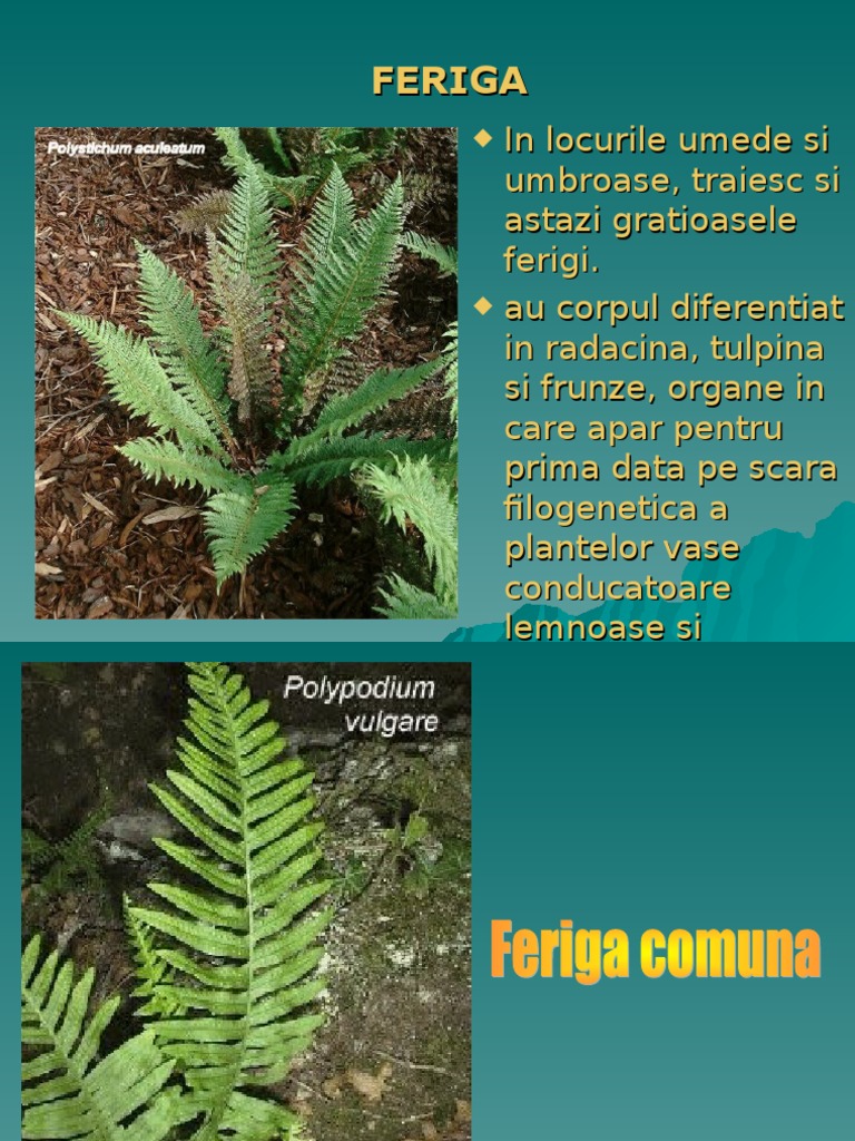 Feriga Power Point | PDF