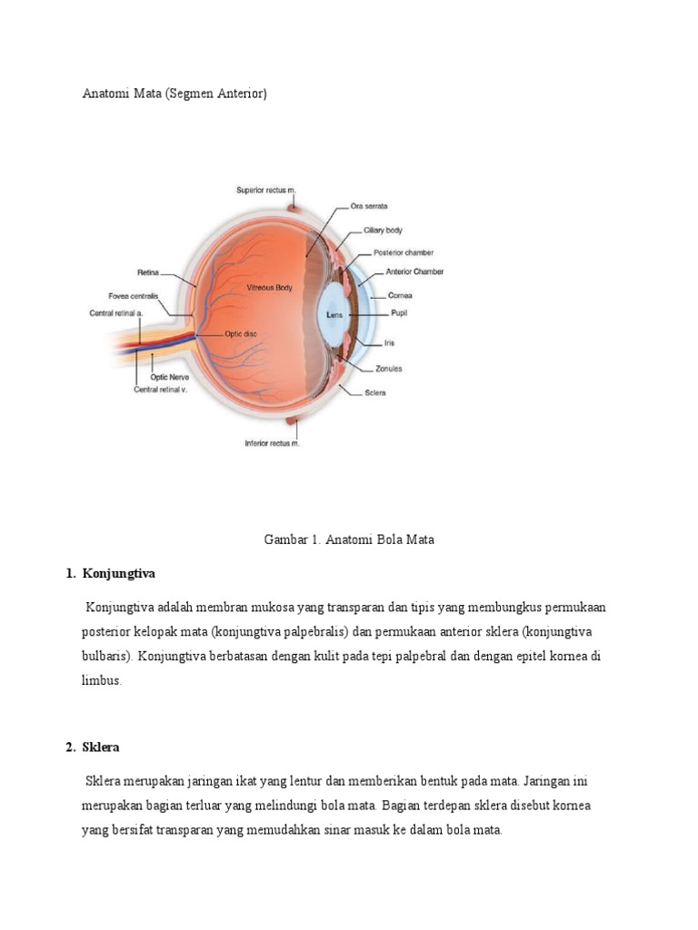 Anatomi Mata | PDF