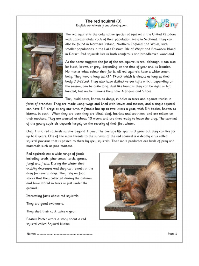 Red Squirrels | PDF