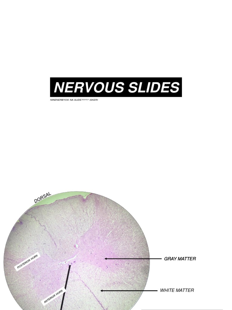 Nervous and Muscle Slides Histology | PDF | Axon | Motor Neuron