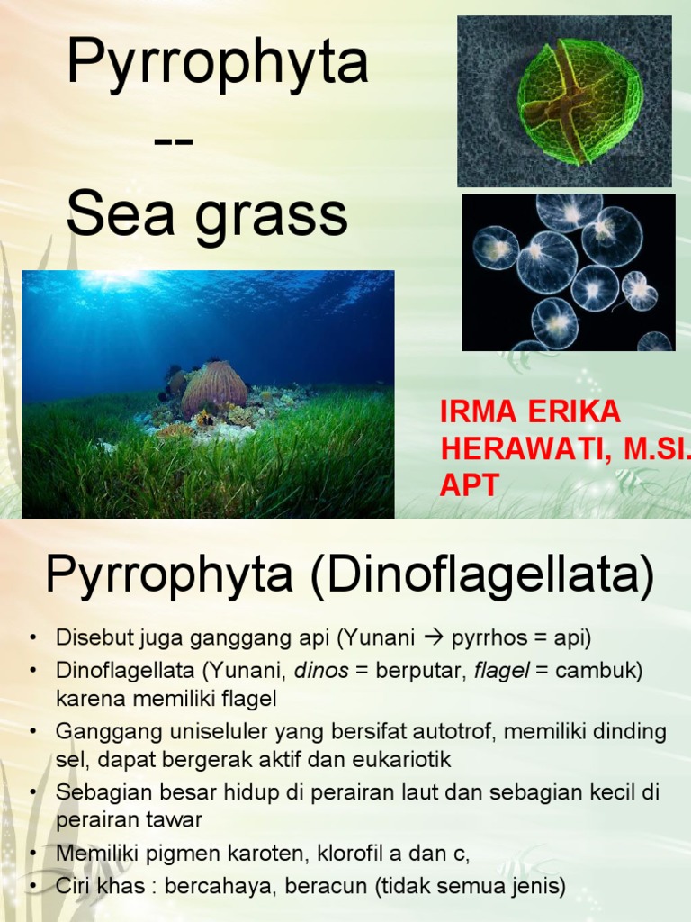 Pyrrophyta, Lamun | PDF