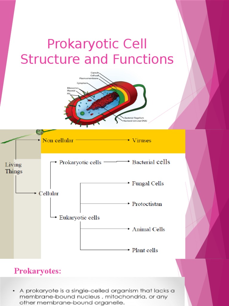 Prokaryotic Cell Structure Guide | PDF | Cell (Biology) | Cell Membrane