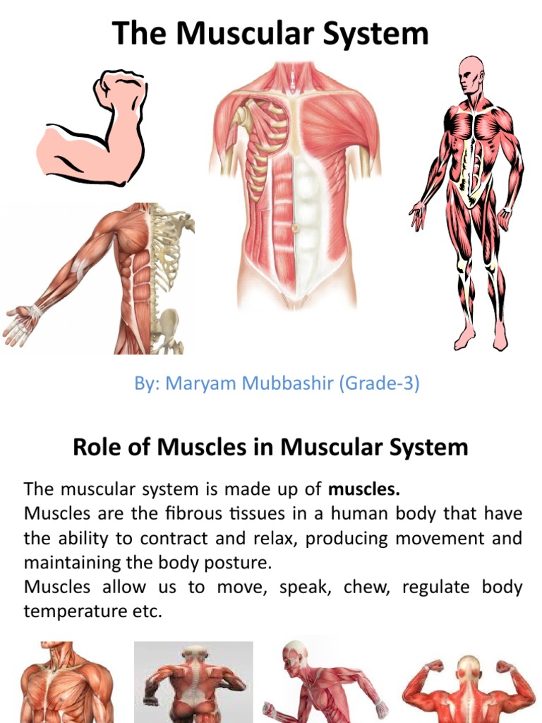 The Muscular System: By: Maryam Mubbashir (Grade-3) | PDF | Wellness