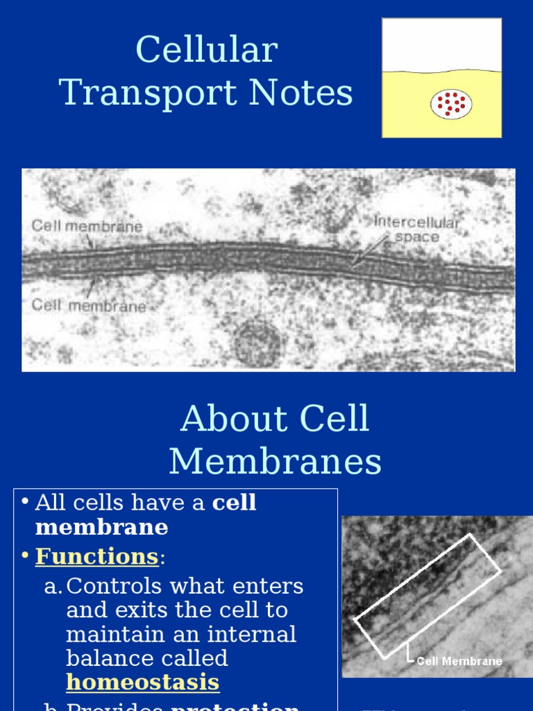 Cell Membrane and Cell Transport Notes New 1228089530353902 8 | PDF ...