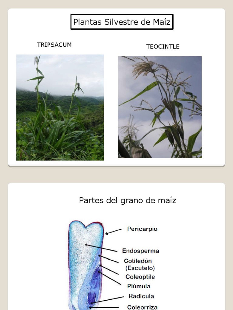 Diapositivas Del Maiz | PDF | Maíz | Siembra