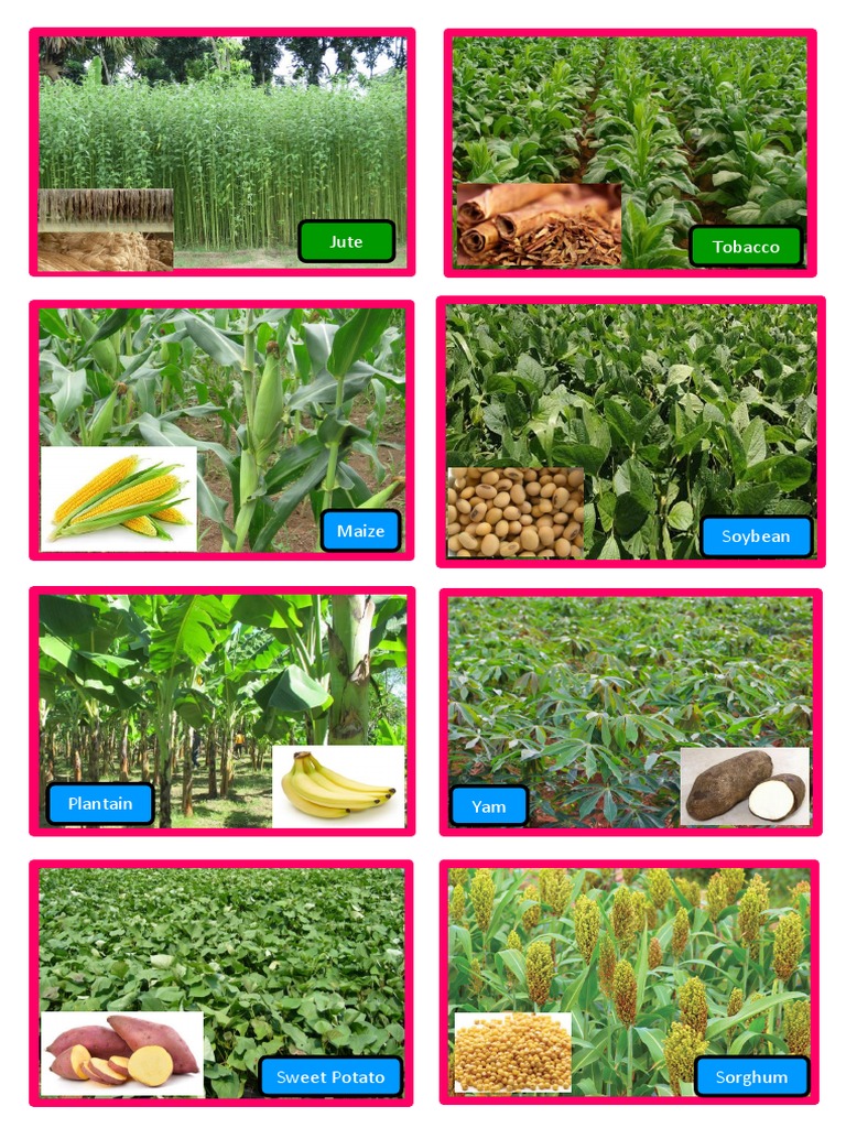 Cash Crops Vs Food Crops Details For: Crop Production And Crop
