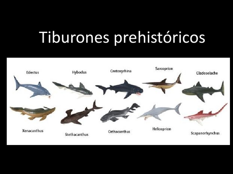 Infografía de Tiburones Prehistóricos Safari LTD | PDF