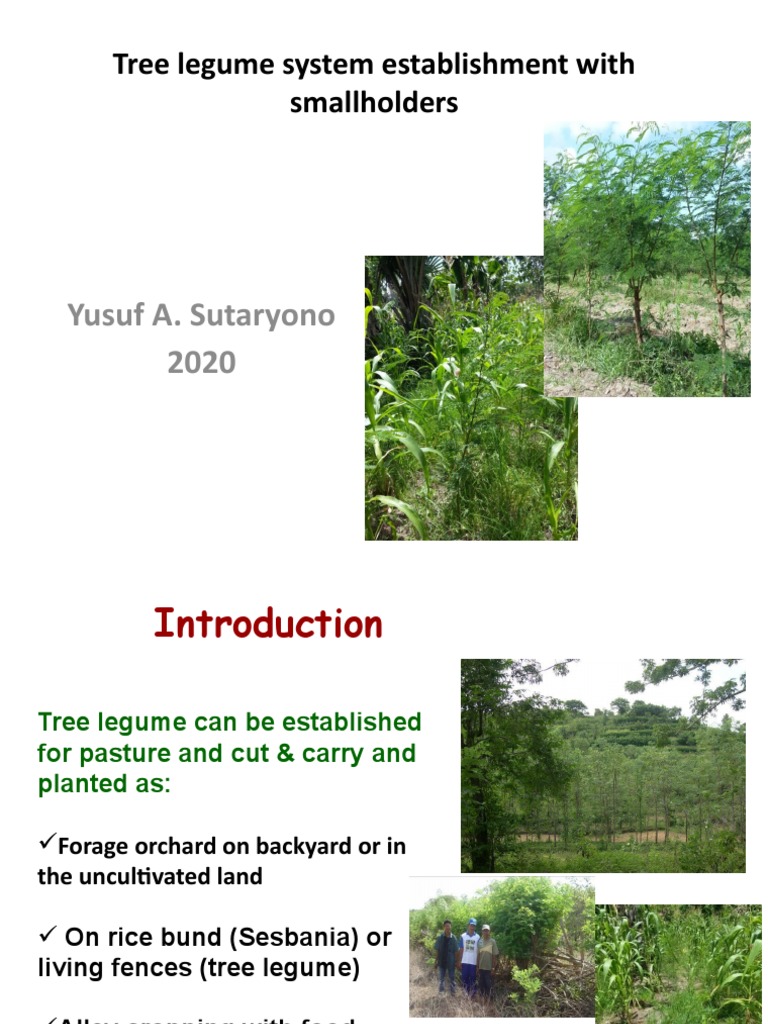 Tree Legume Establishment | PDF | Seed | Germination