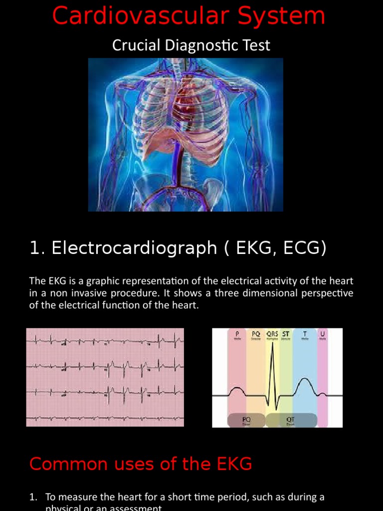 Cardiovascular System Test | PDF