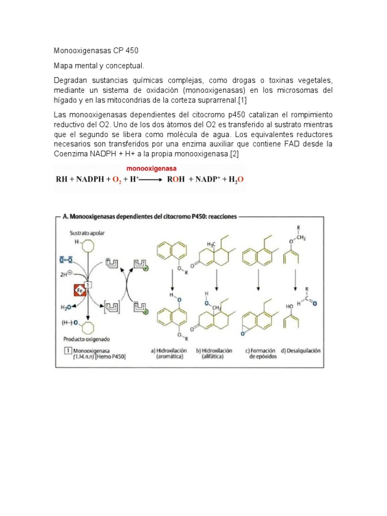 Las monooxigenasas CP 450 catalizan reacciones de oxidación clave | PDF ...