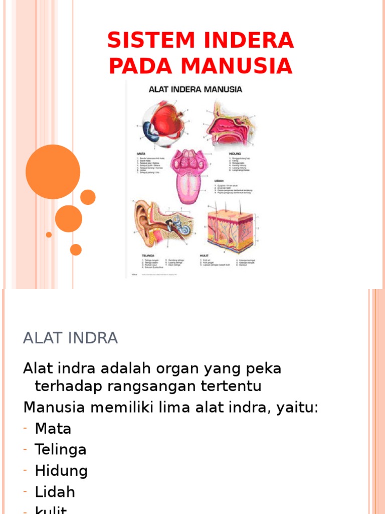 Alat Indra Manusia dan Fungsinya | PDF