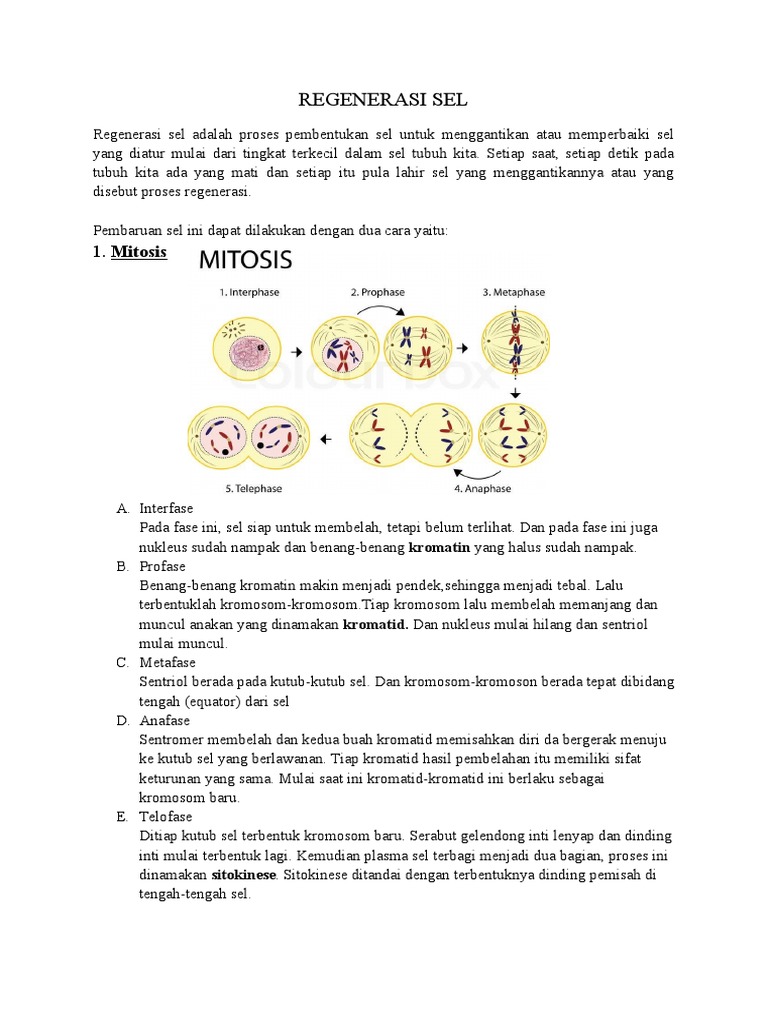 Regenerasi Sel | PDF | Pengembangan Diri | Kesehatan Holistik