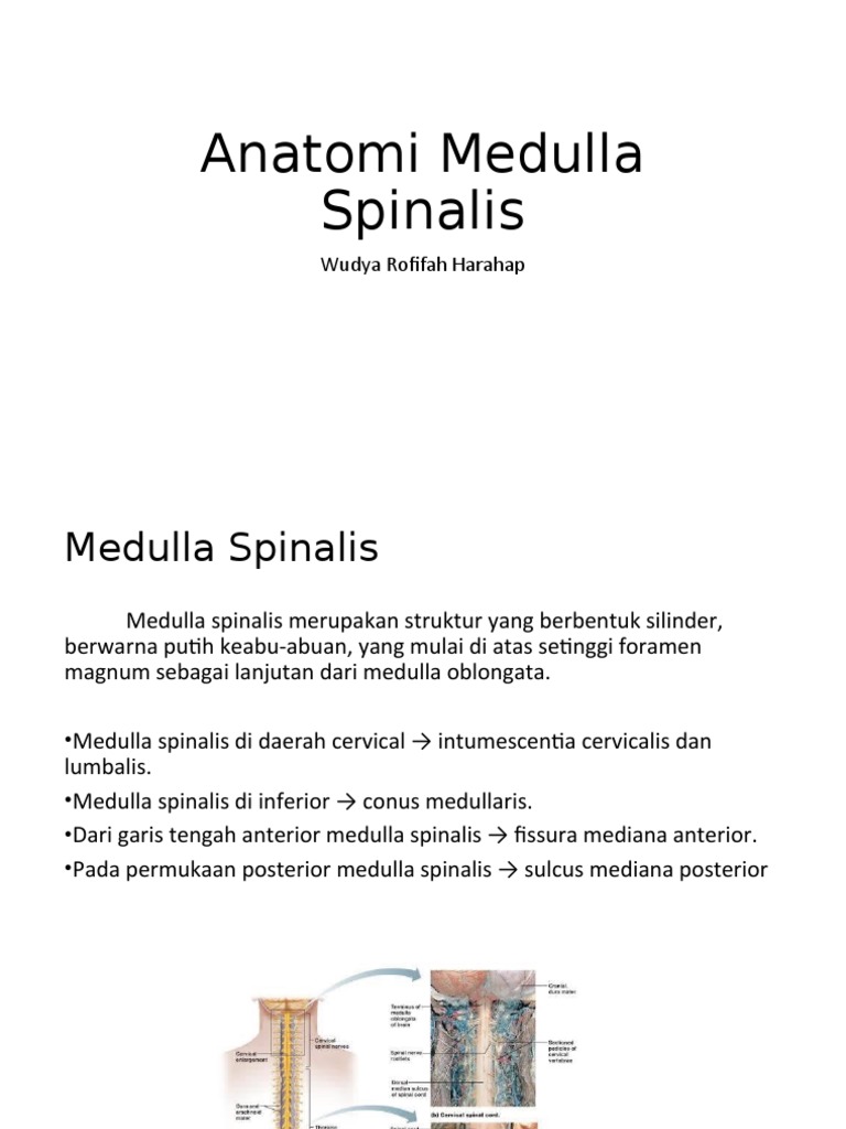 Anatomi Medulla Spinalis | PDF