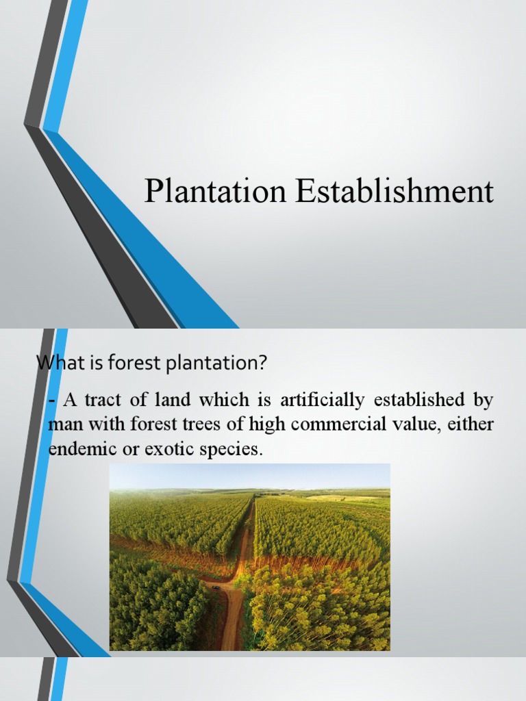 Plantation Establishment | PDF | Plantation | Trees