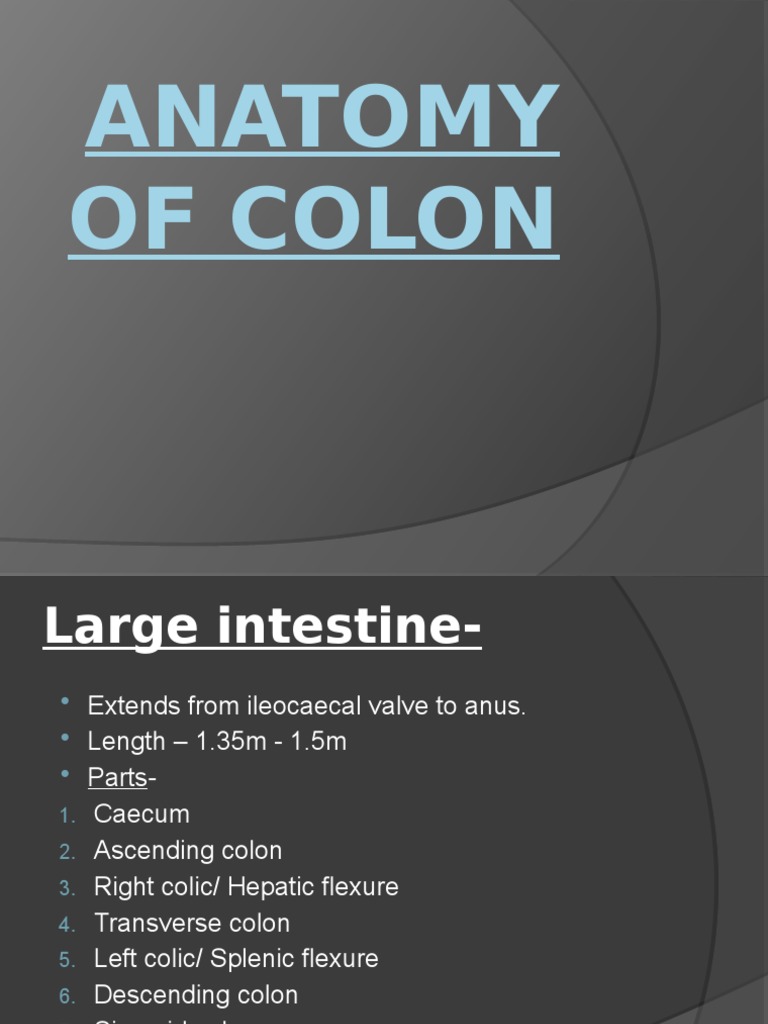 Anatomy of Colon | PDF | Large Intestine | Digestive System