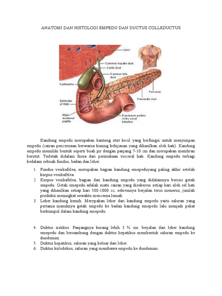 Anatomi Histologi Empedu | PDF | Kesehatan Holistik | Sains & Matematika