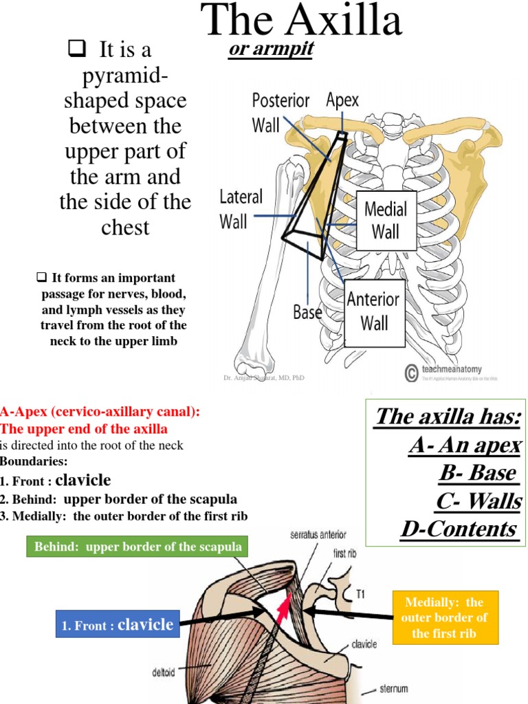 It Is A Pyramid-Shaped Space Between The Upper Part of The Arm and The ...