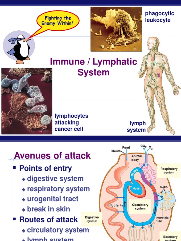 Immune System | PDF | Immune System | Antibody