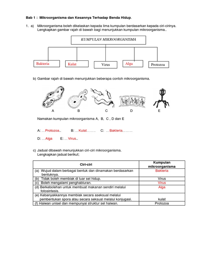 Bab 1 T5 Mikroorganisma Dan Kesan Ke Atas Hidupan (Guru) PDF | PDF