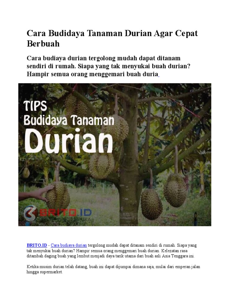 Cara Budidaya Tanaman Durian Agar Cepat Berbuah | PDF