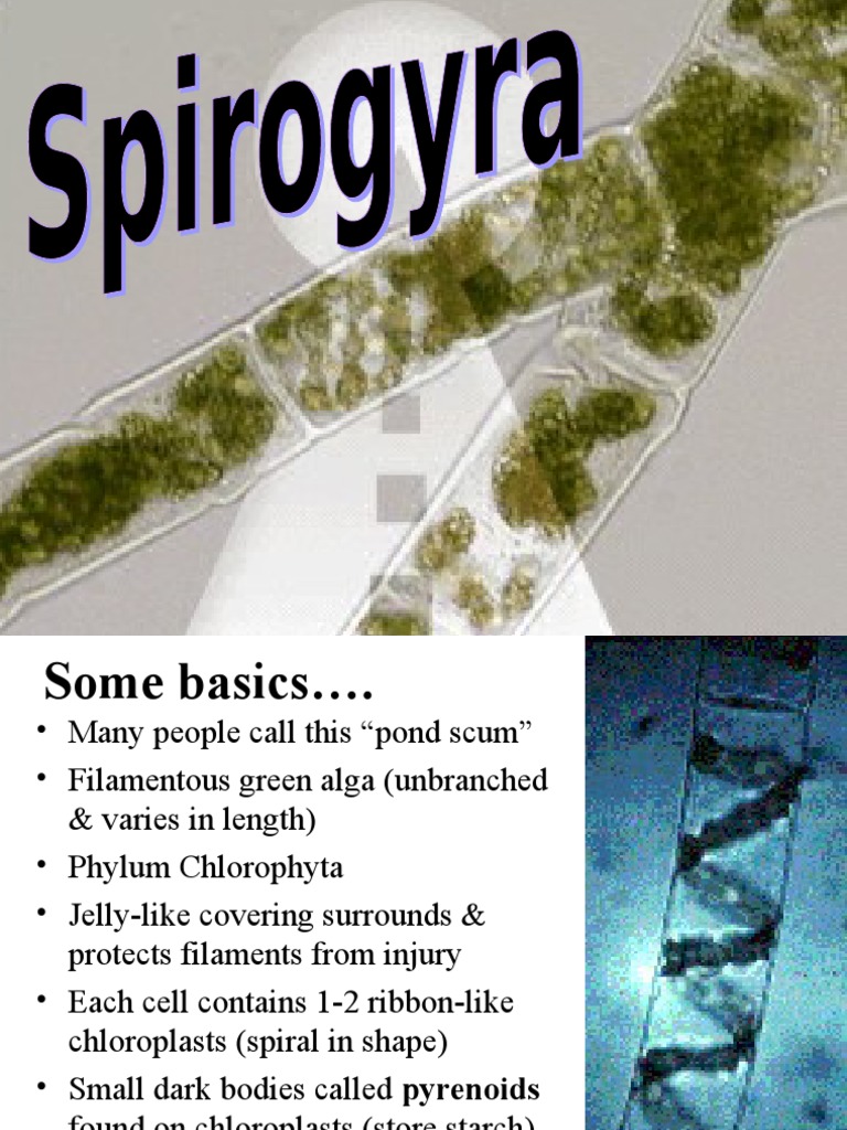 Spirogyra Vegetative Filaments
