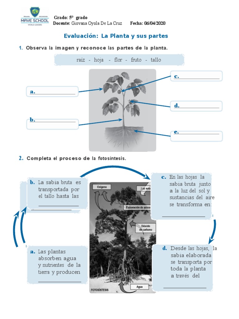 Evaluación de Plantas para Quinto Grado | PDF | Ciencia y matemáticas