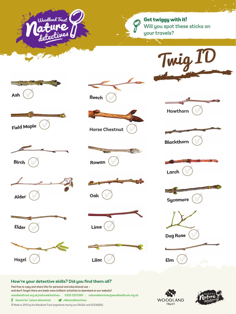 Twig Id Sheet | PDF