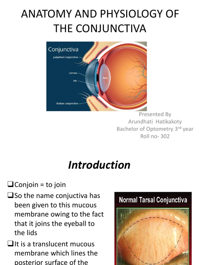 Anatomy and Physiology of Conjunctiva | PDF | Epithelium | Primate Anatomy