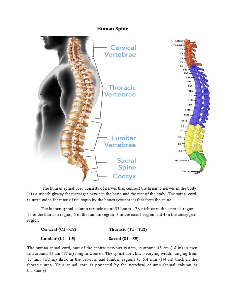 Human Spine: Cervical (C1 - C8) Thoracic (T1 - T12) Lumbar (L1 - L5 ...
