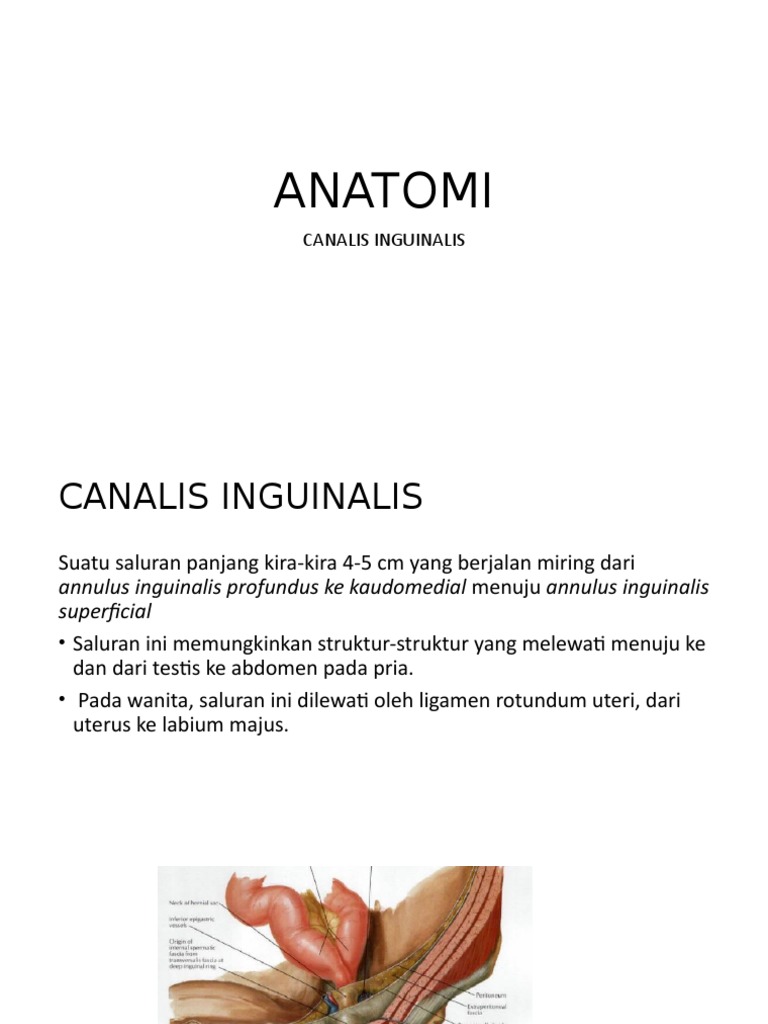 Anatomi Kanalis Inguinalis | PDF