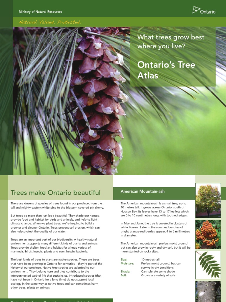 Ontario's Tree Atlas: A Guide to Common Tree Species Found Across the ...