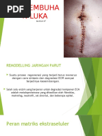 Pembentukan Jaringan Parut Kulit Patofisiologi, Mekanisme Molekuler ...