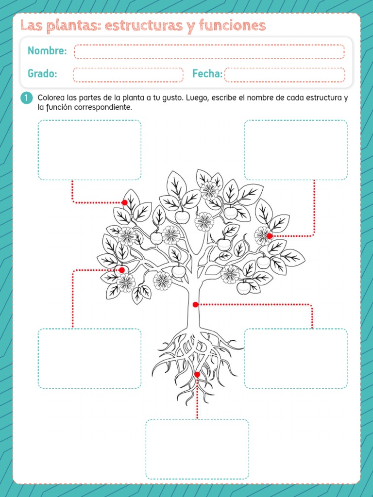 las+plantas+2° | PDF